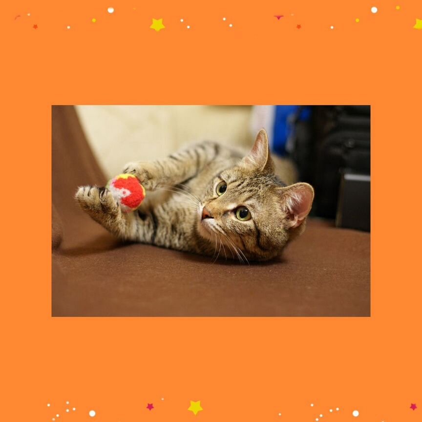 Уютная кошка Груша