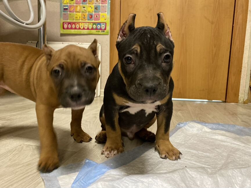 American bully