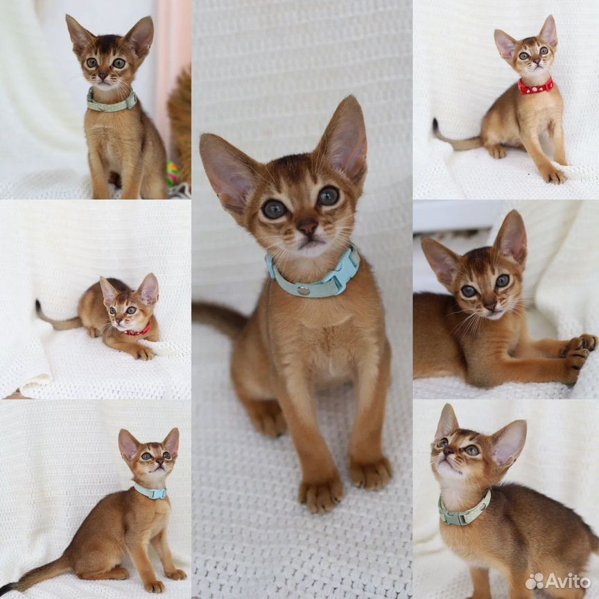 Абиссинские котята дикий окрас