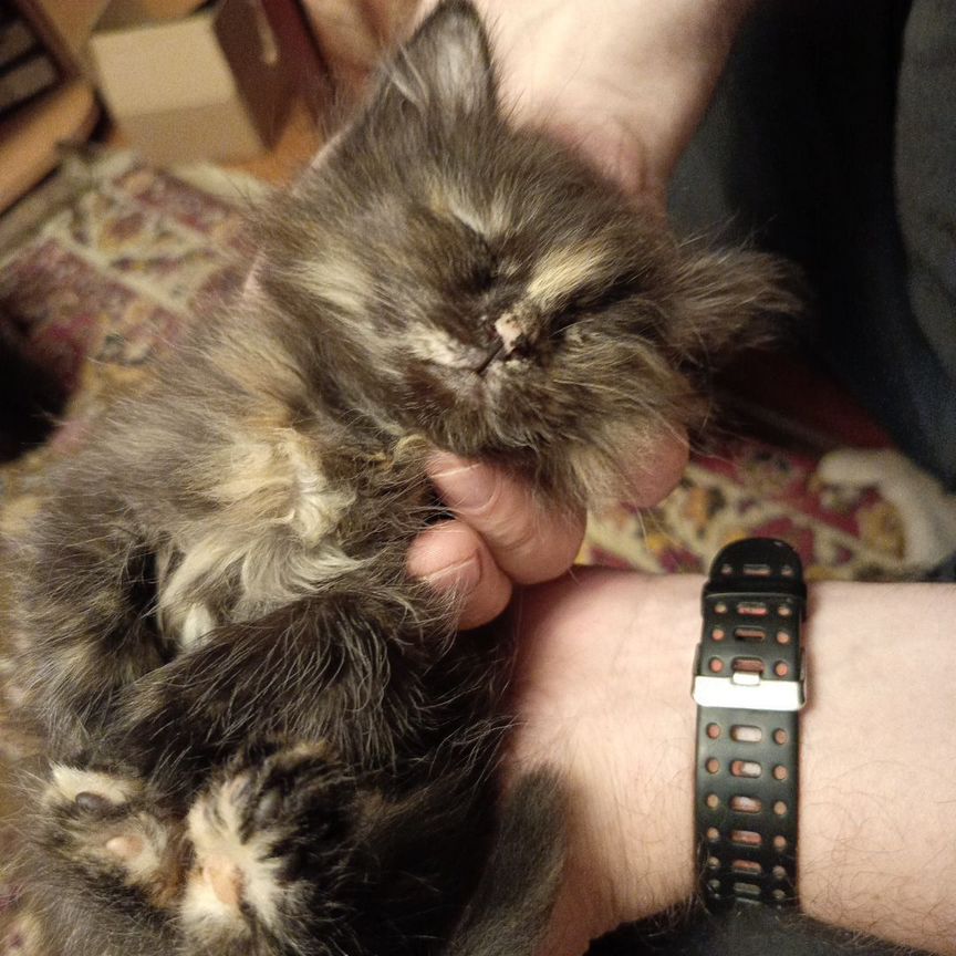 Котята