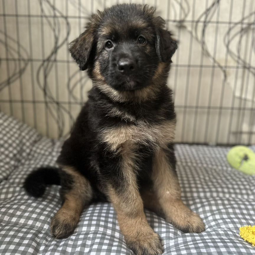 Немецкая овчарка, щенок