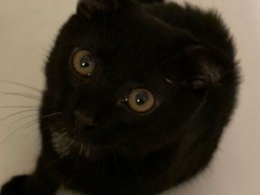 Черный котенок вислоухий