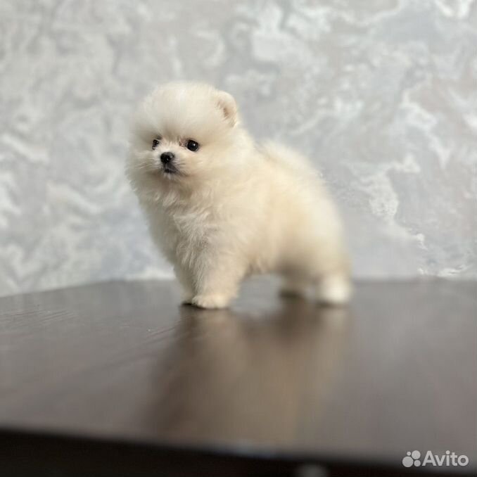 Эксклюзивная малышка микра шпиц