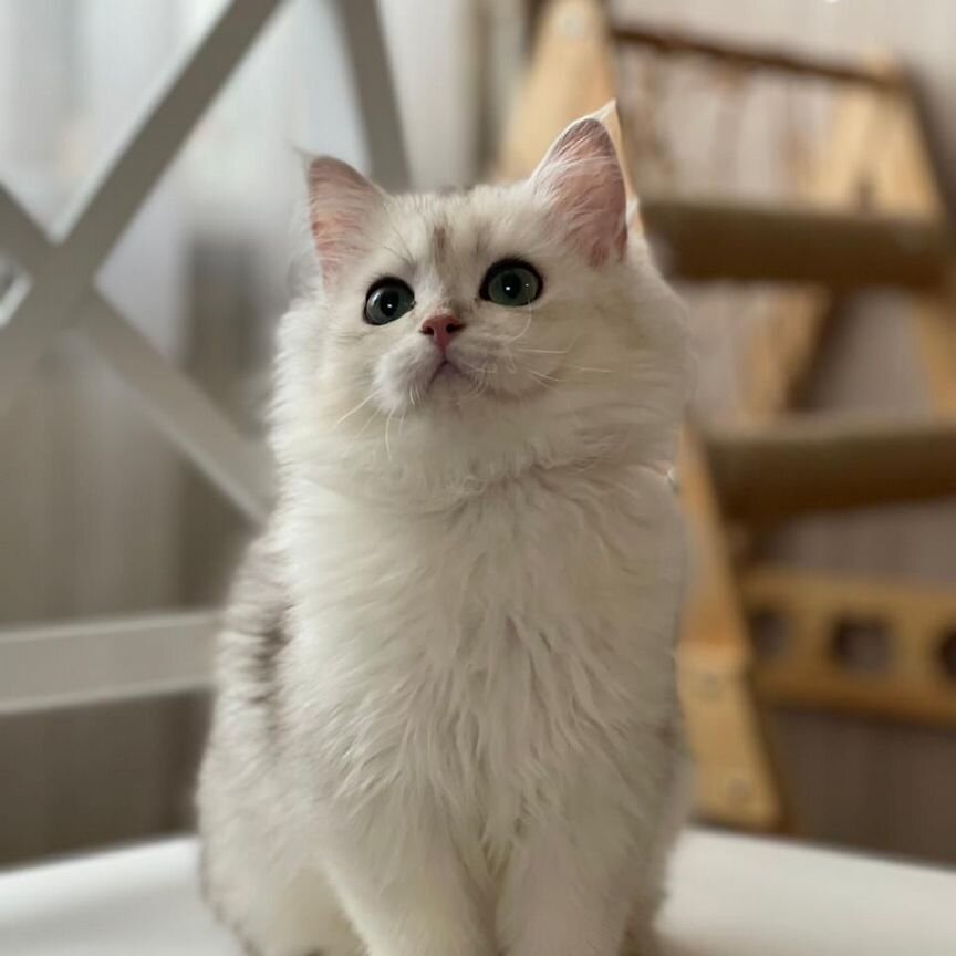 Британский длинношёрстный котёнок