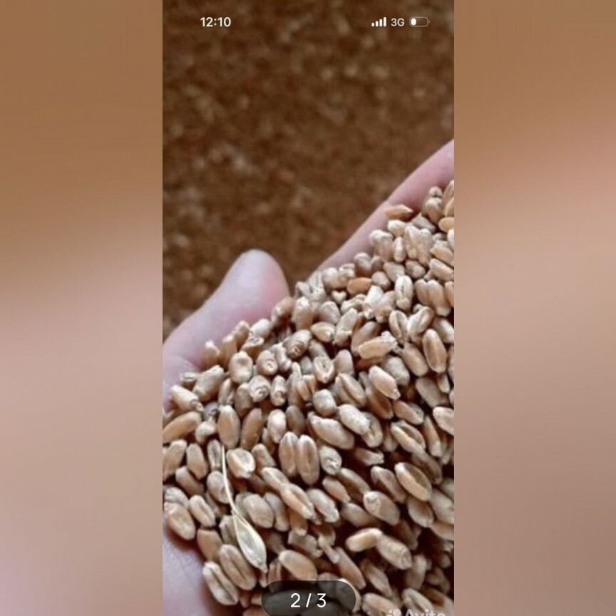 Пшеница 3 класс