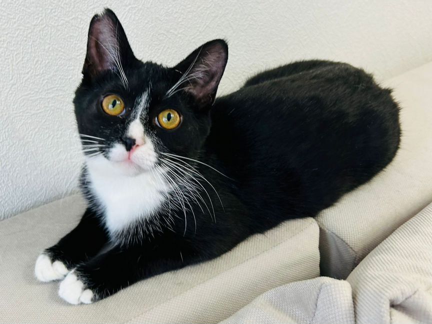 Котёнок мальчик ищет свою семью