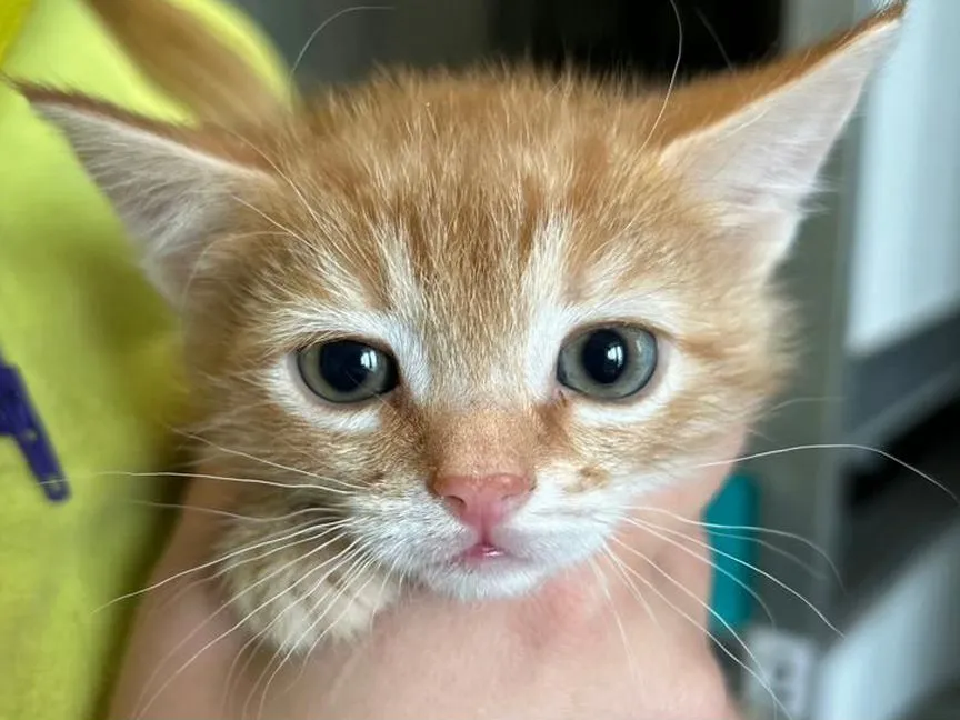 Солнечный Лучик. Котенок из приюта некрасовкав дар