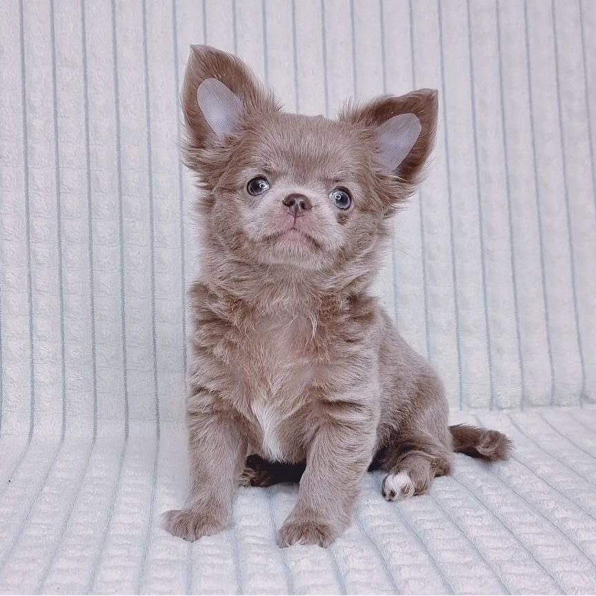 Чихуахуа девочка лиловая