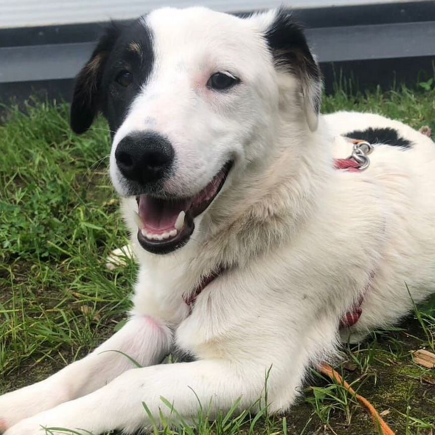 Оззи ласковый мальчик ищет дом