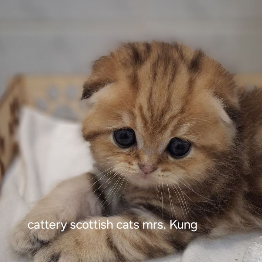 Шотландские вислоухие котята