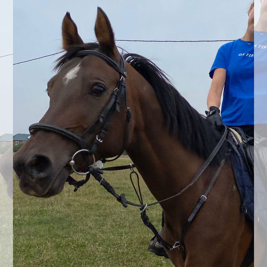 Уздечка с подперсьем cob Royal Horse