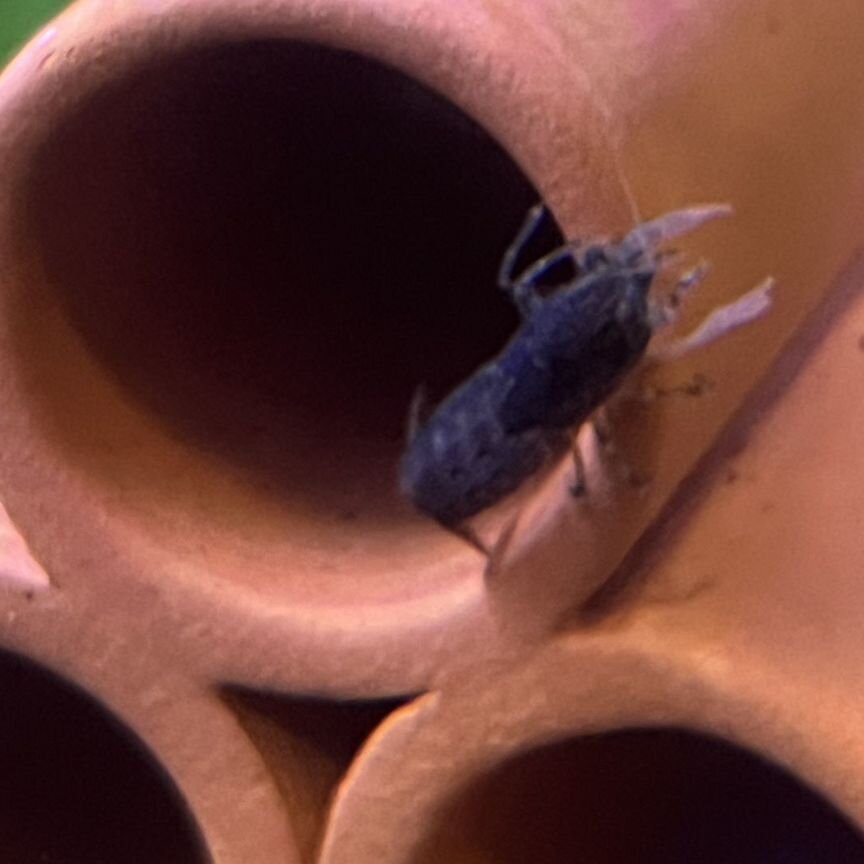 Карликовый рак