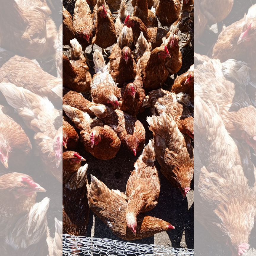 Куры несушки