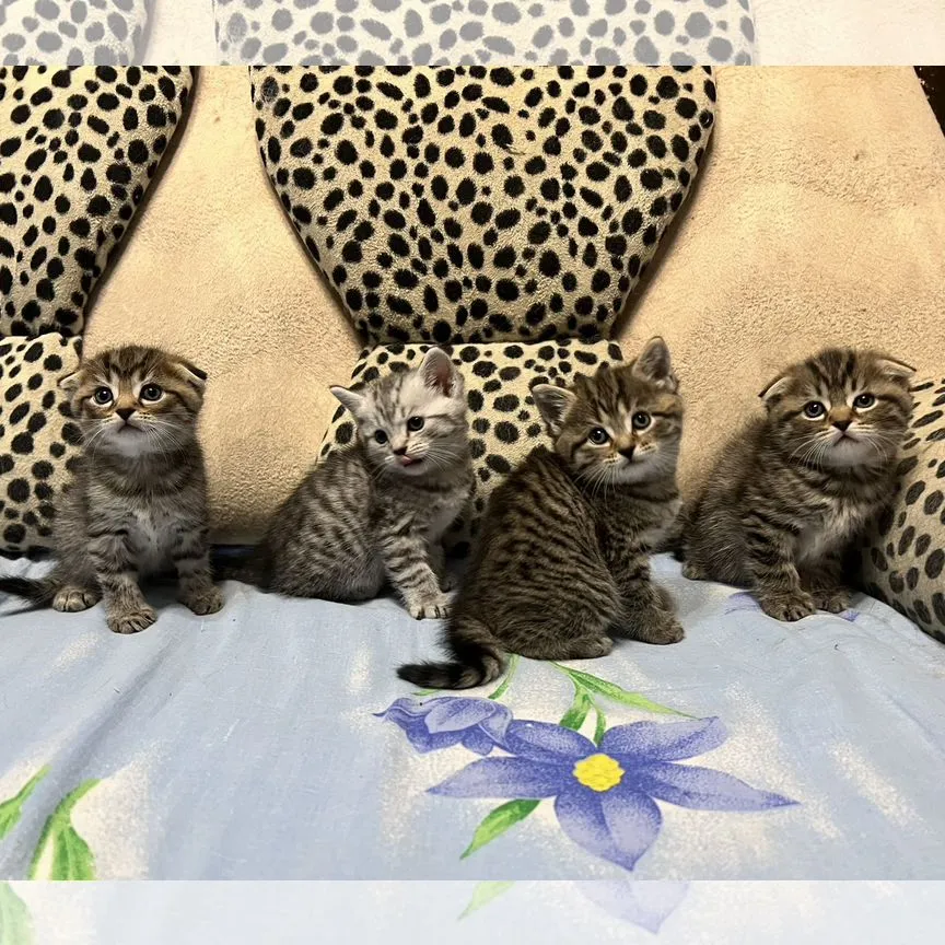 Шотландские котята