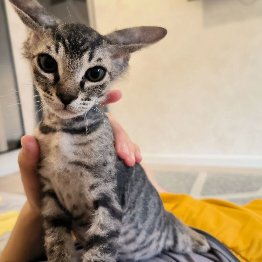 Котенок сфинкс велюровый