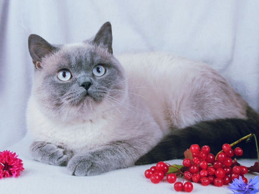 Британский котик