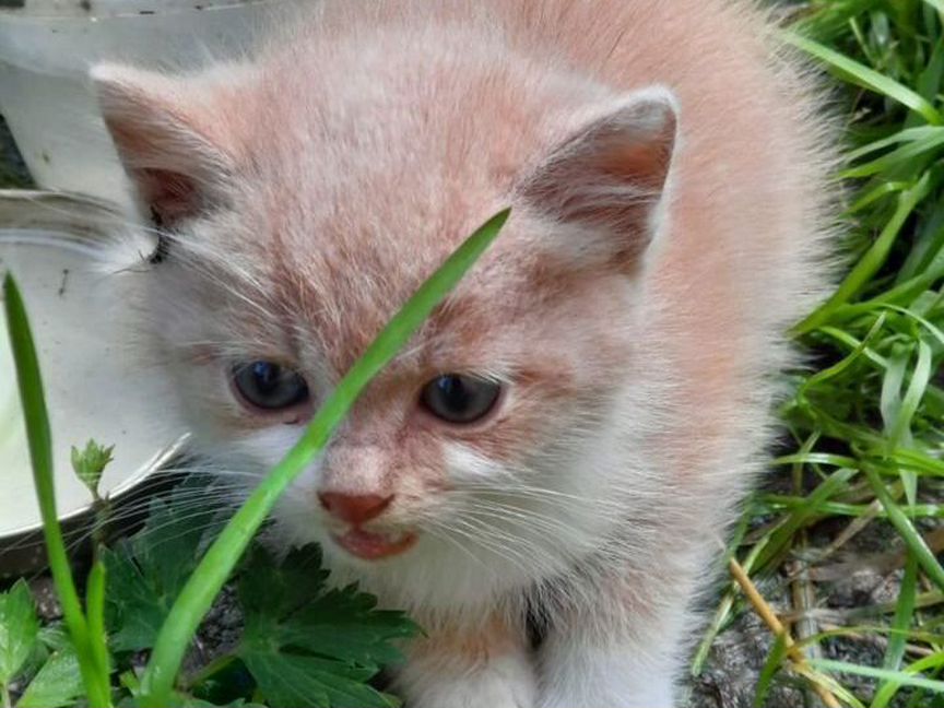 Бездомные котята