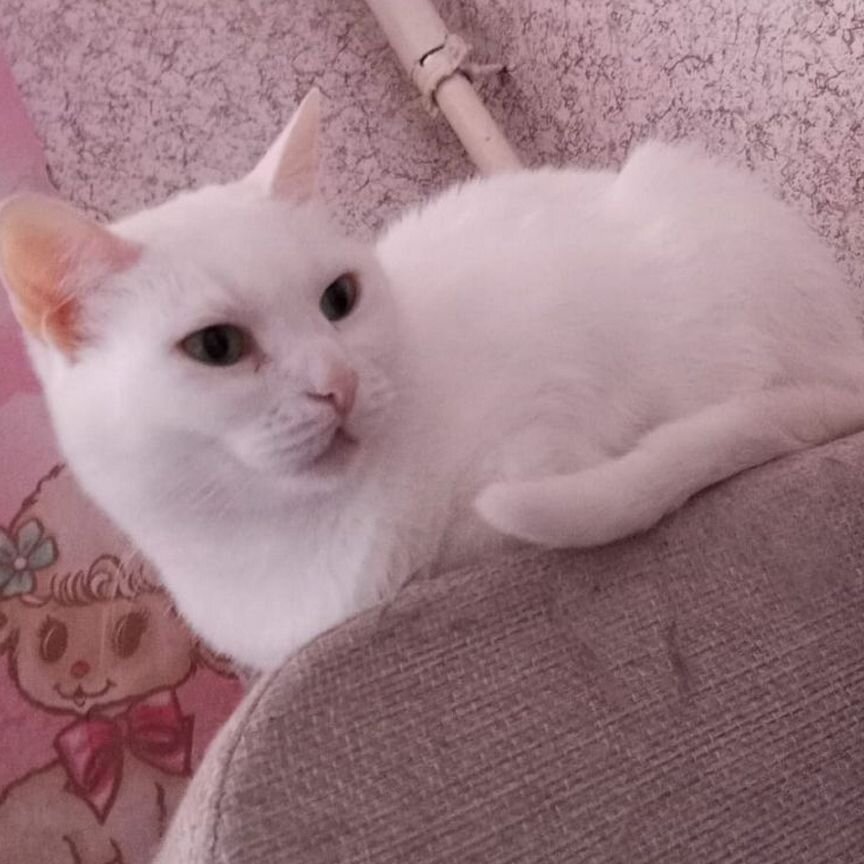 Взрослая кошка в добрые руки