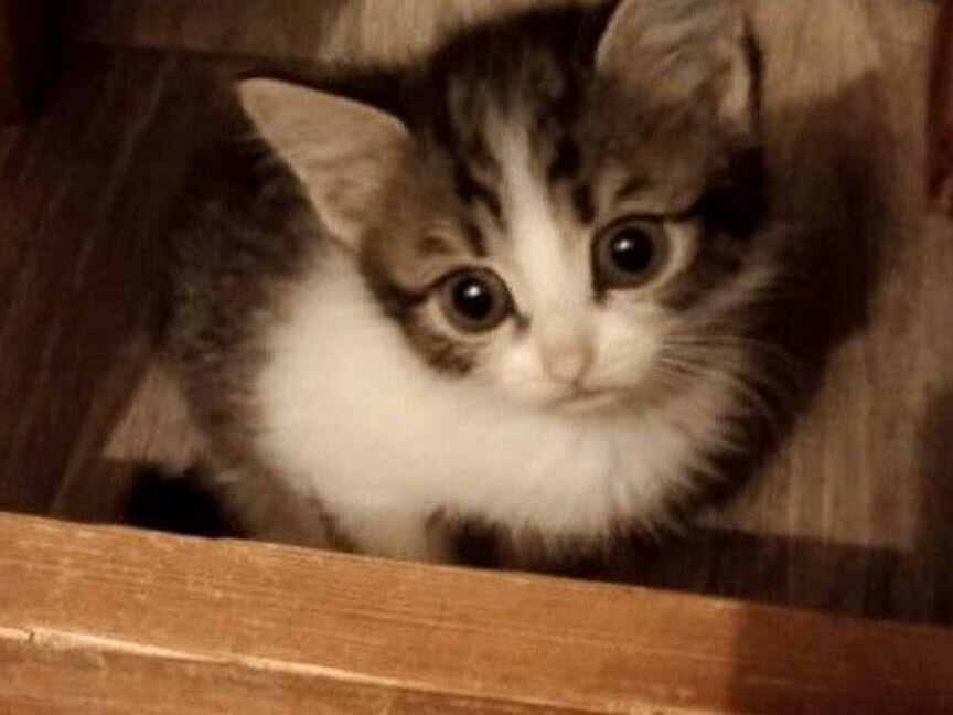 Котята в добрые руки
