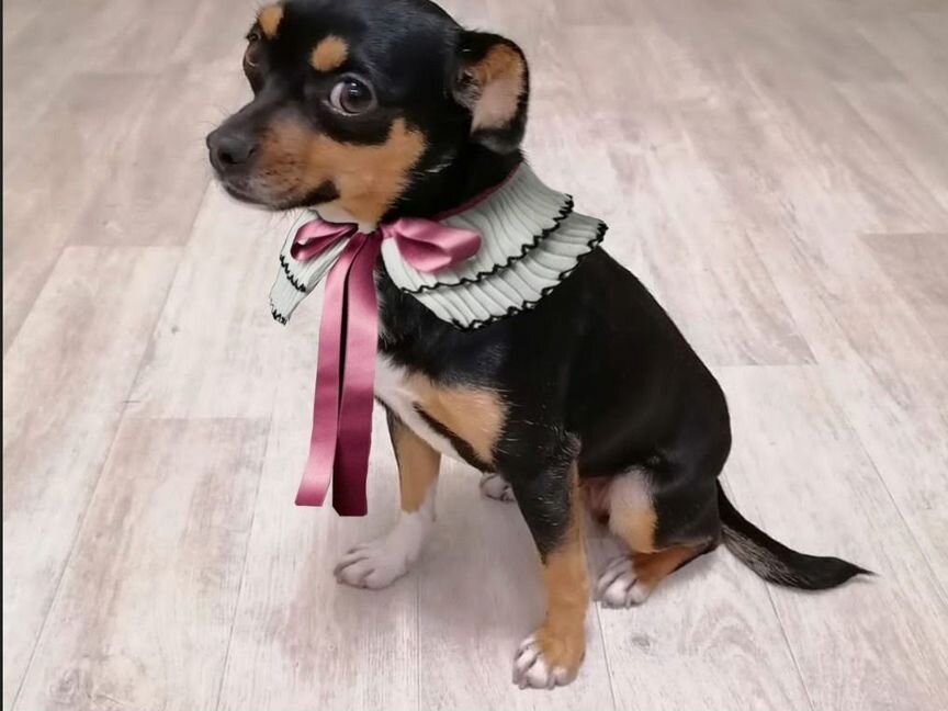 Той-терьер девочка