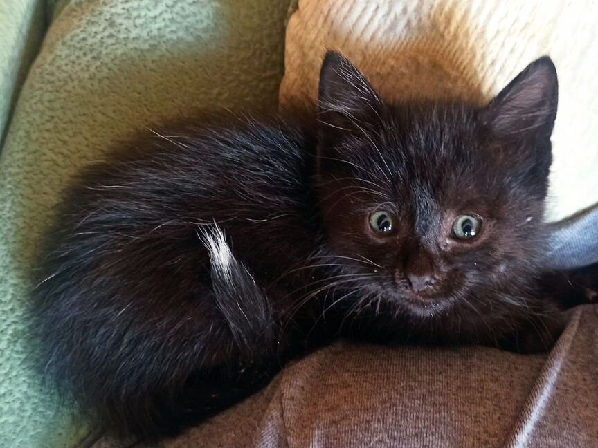 Черный котенок с белой кисточкой на хвосте