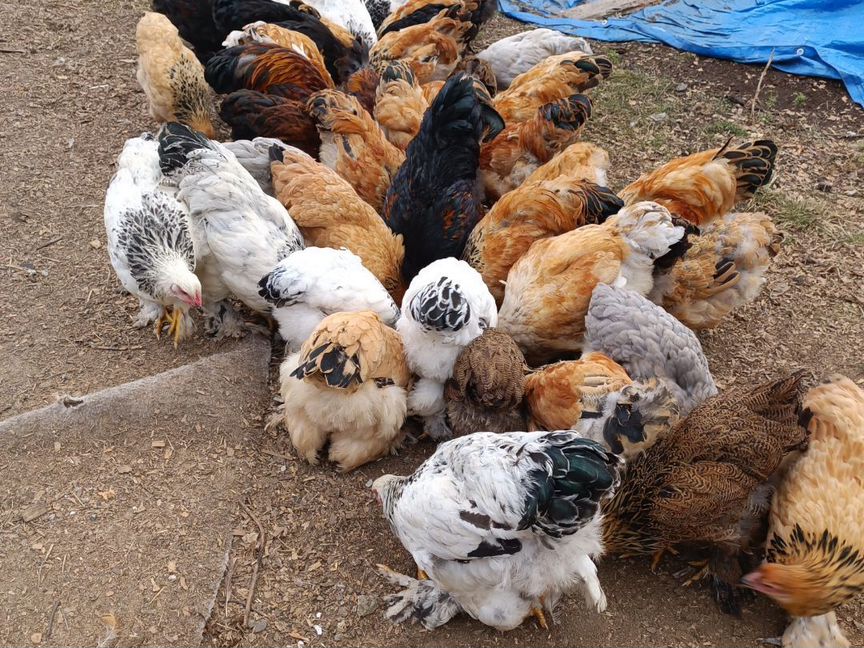 Куры породы брама