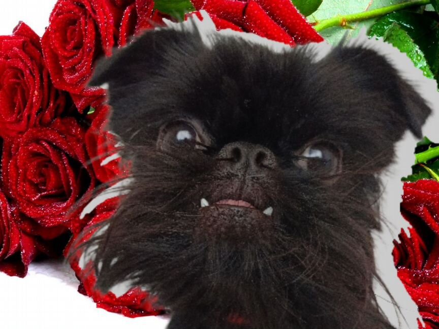 Гриффон бельгийский вязка