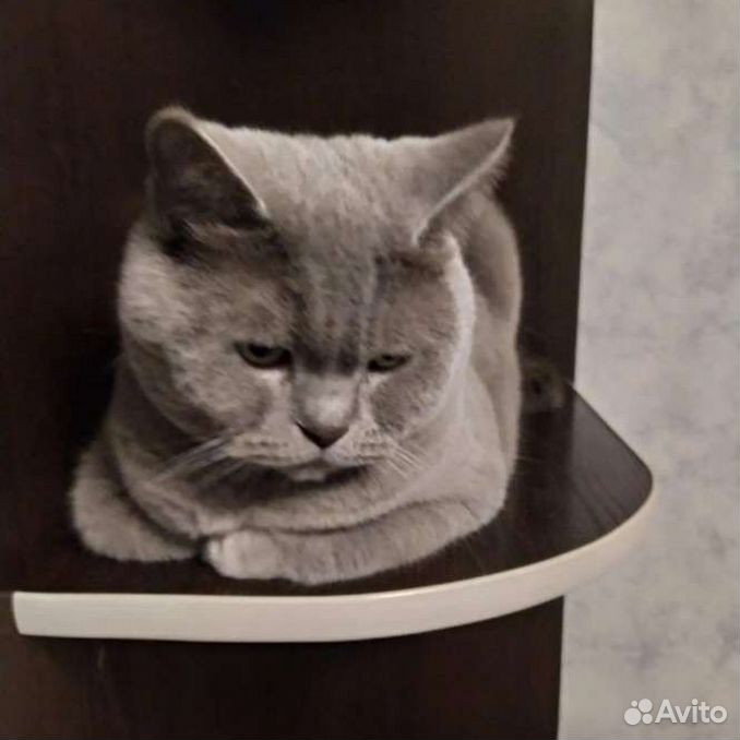 Британский кот кострирован,отдам в хорошие руки