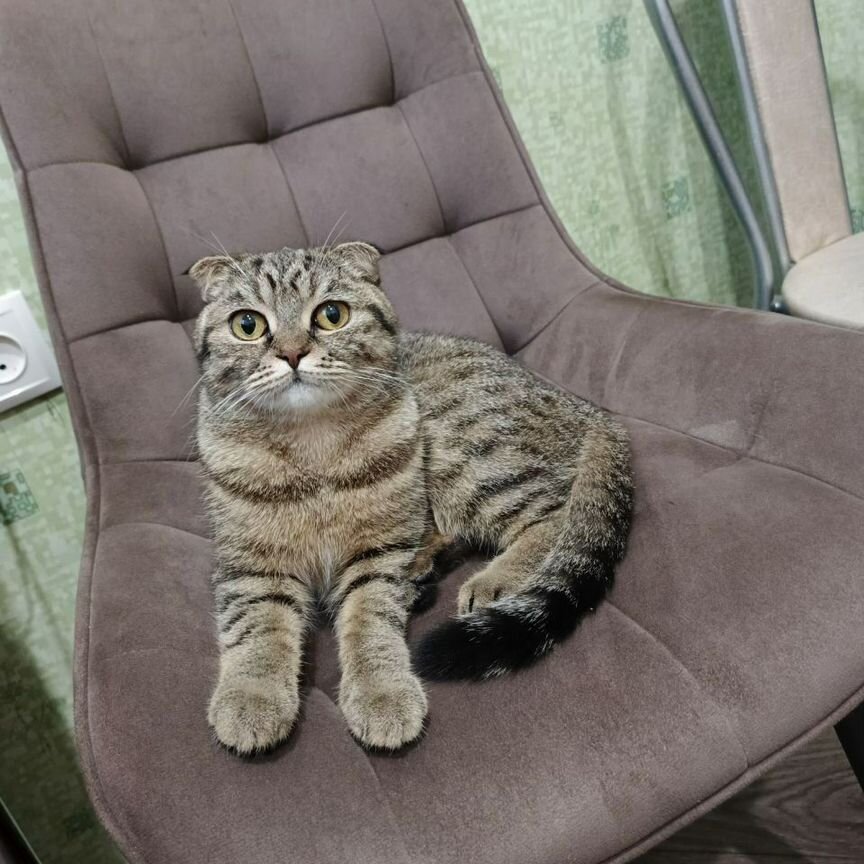 Шотландская вислоухая кошка
