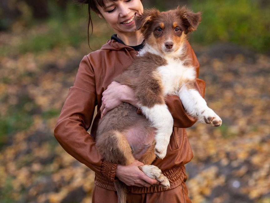Два кобеля аусси