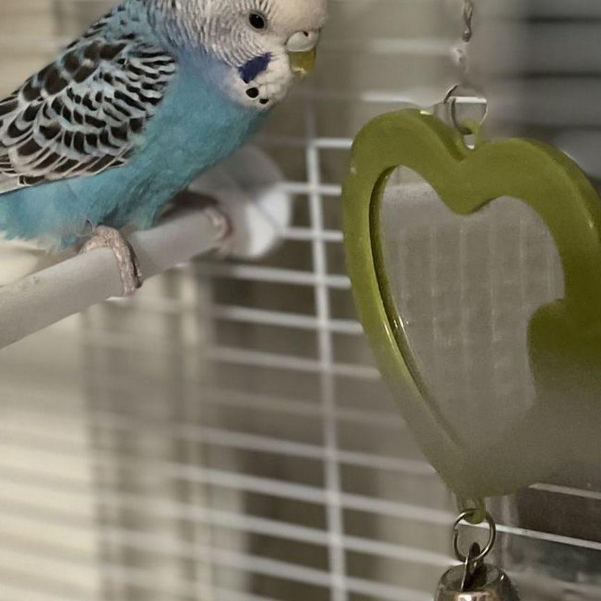 Волнистый попугай с клеткой
