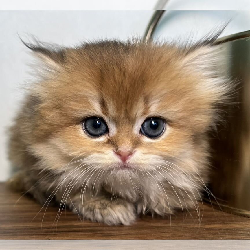 Британский длинношёрстный котёнок