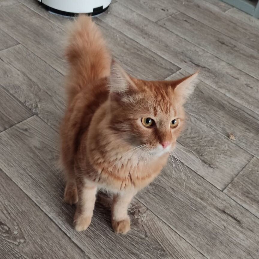 Отдам рыжего кота в добрые руки
