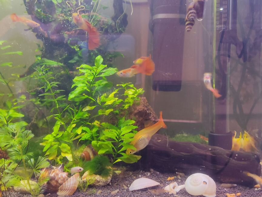 Рыбки гуппи