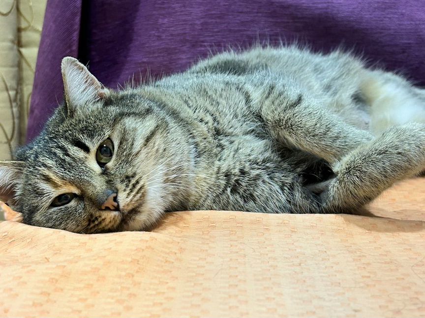 Кошка