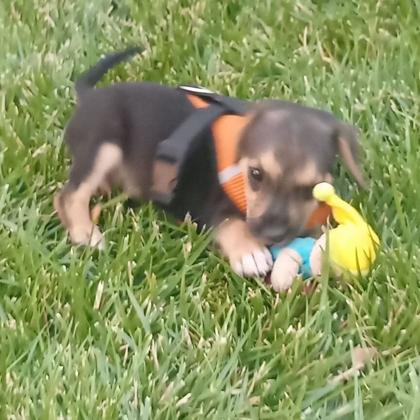 Малышка бесплатно