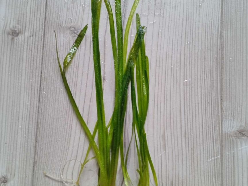 Валлиснерия гигантская