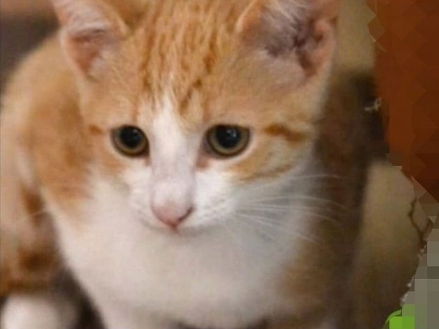 Солнечный котёнок