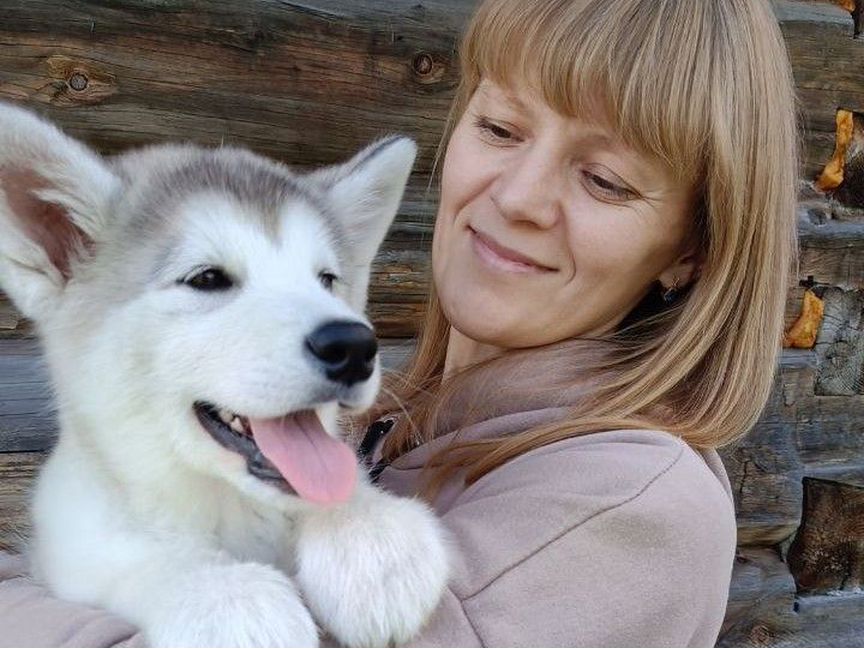 Аляскинский маламут