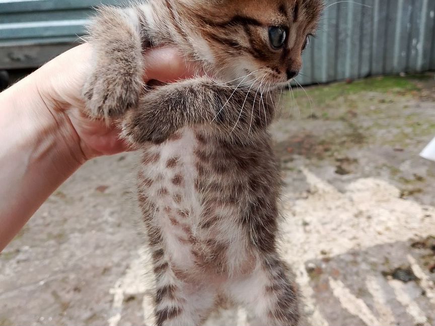 Вислоухий котёнок