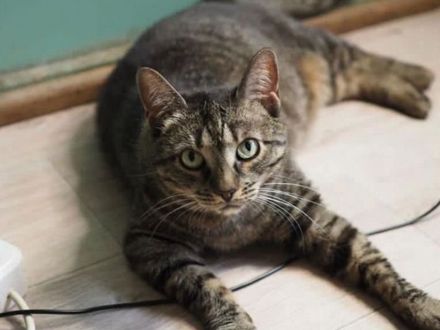 Кошка Мама в самые добоые ответственные руки