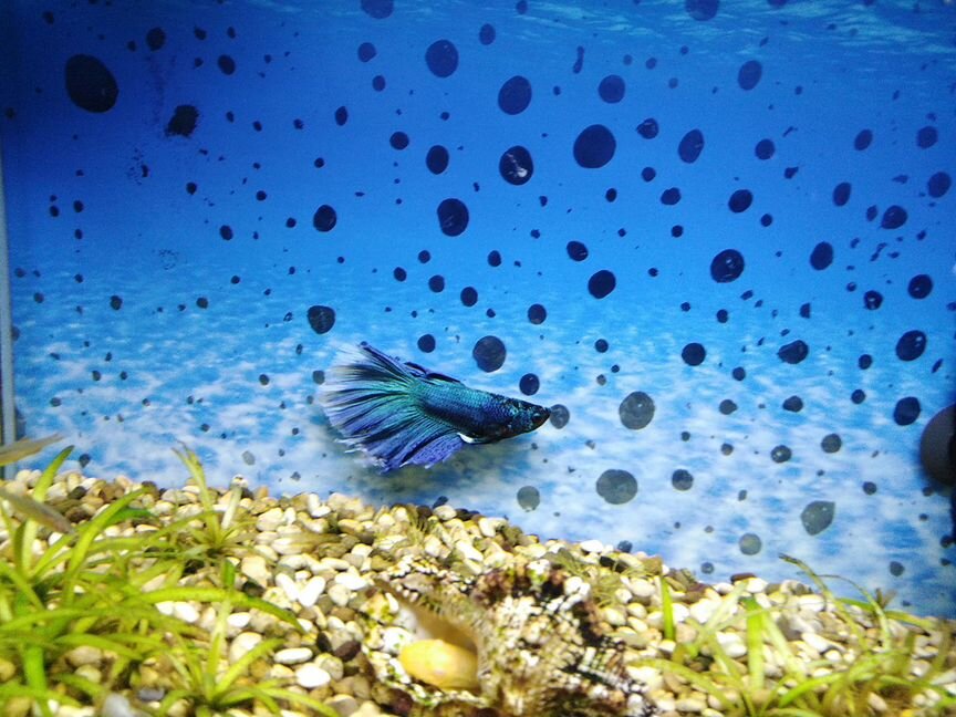 Рыбка петушок