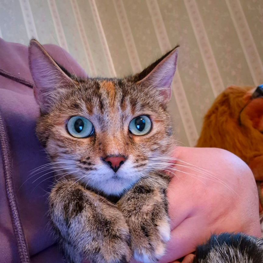 Джесика в дар