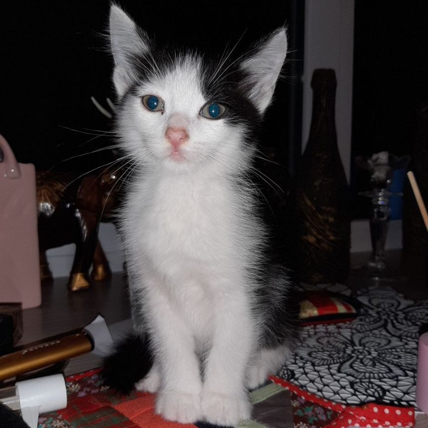 Котята
