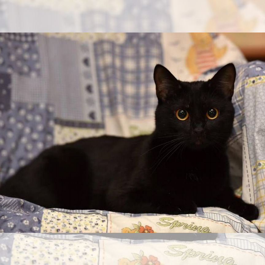 Взрослая, Девочка кошка в добрые руки