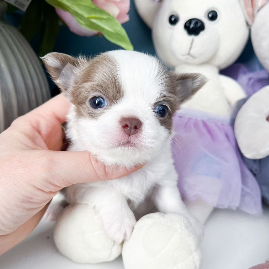 Щенки чихуахуа