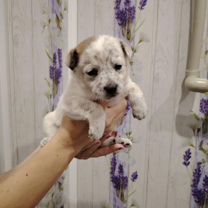 Маленькая Кнопочка ищет дом