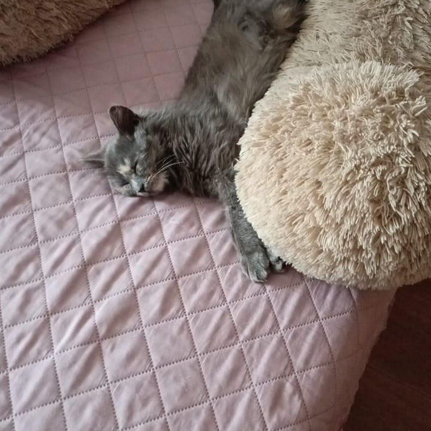 Потеряшка 5 месяцев ищет дом