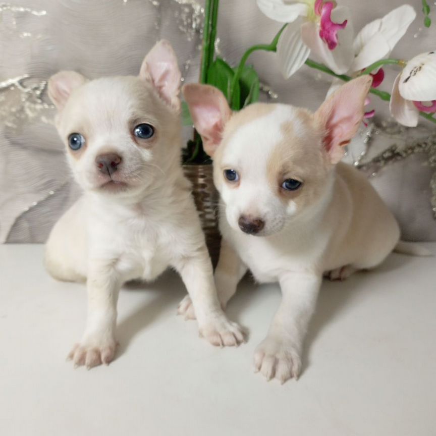 Чихуахуа, щенок