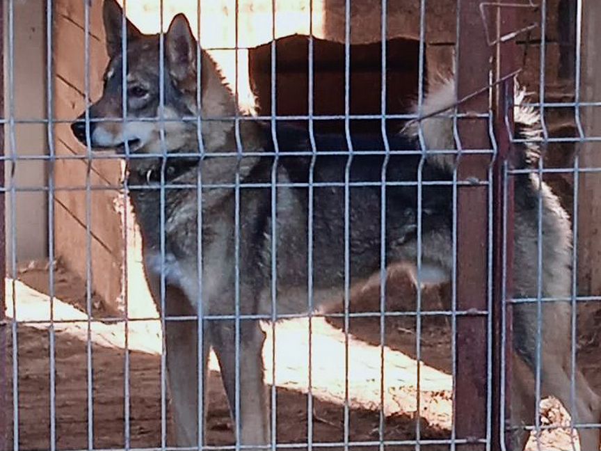 Пëс бесплатно